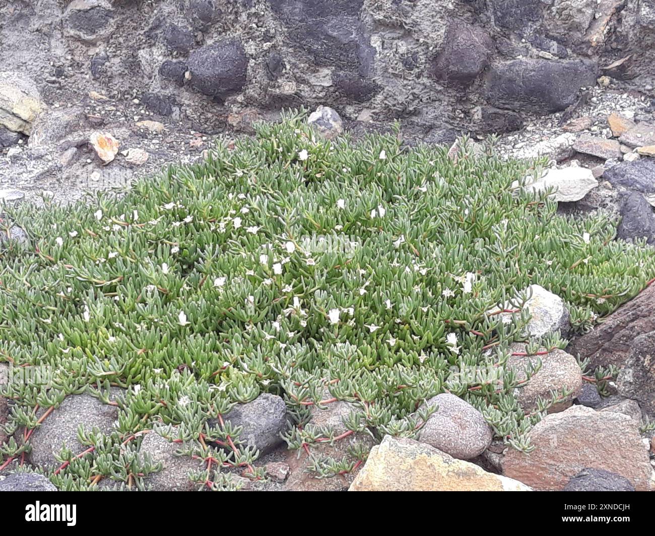 New Zealand Ice Plant (Disphyma australe australe) Plantae Stock Photo ...