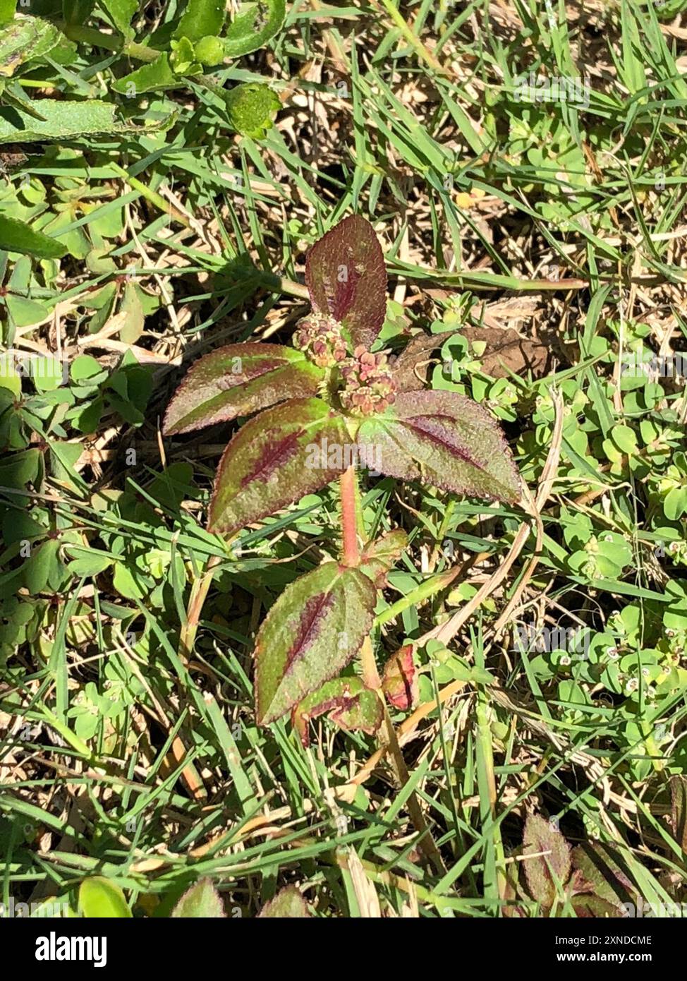 Asthma plant (Euphorbia hirta) Plantae Stock Photo - Alamy