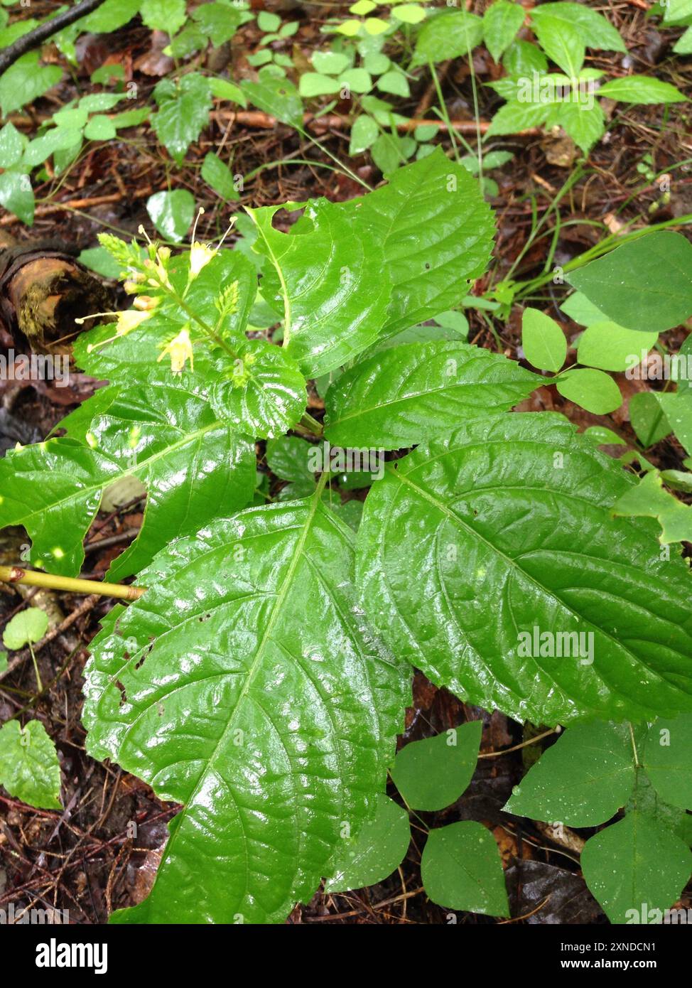 citronella horse balm (Collinsonia canadensis) Plantae Stock Photo - Alamy