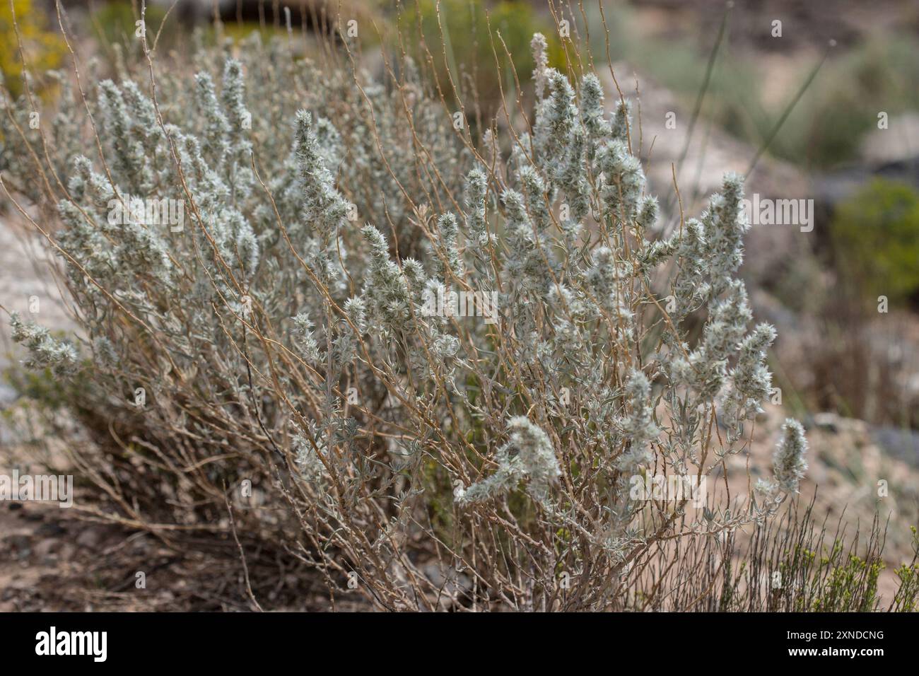 Winterfat (Krascheninnikovia lanata) Plantae Stock Photo - Alamy