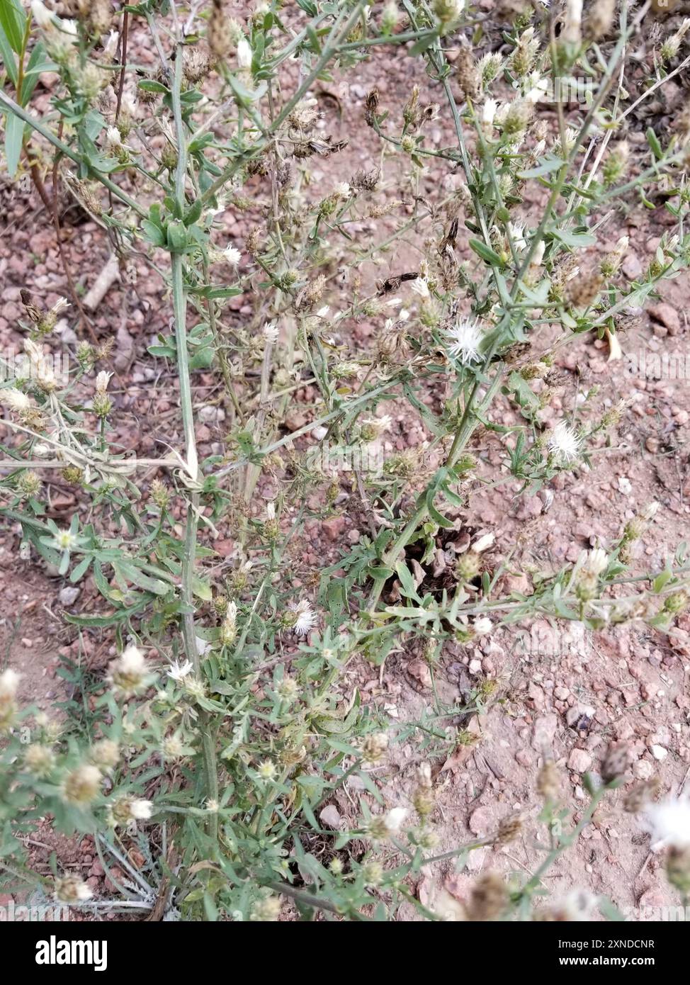 diffuse knapweed (Centaurea diffusa) Plantae Stock Photo - Alamy