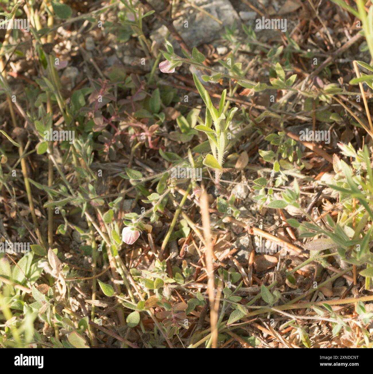 Spanish clover (Acmispon americanus) Plantae Stock Photo - Alamy