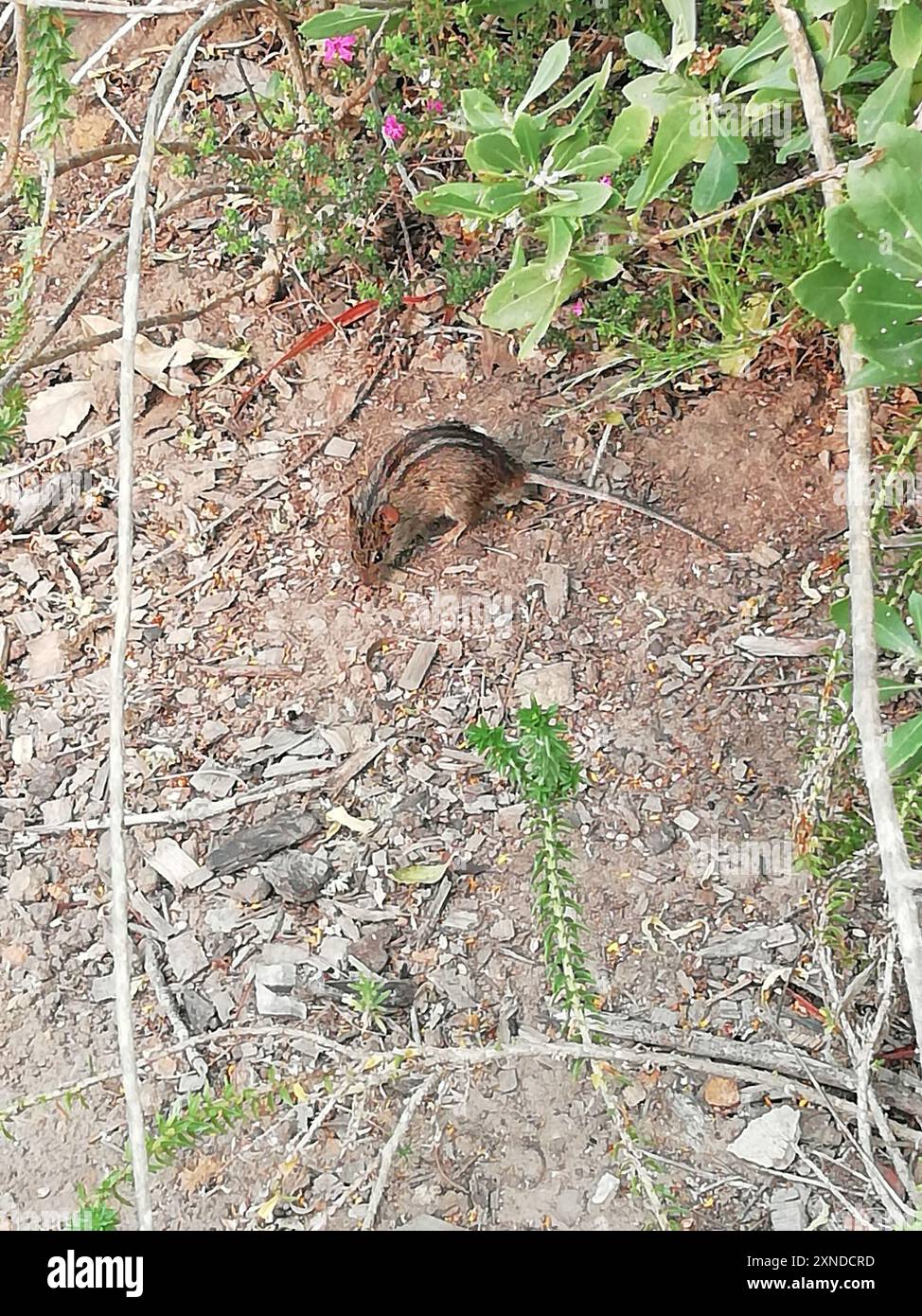 Cape Four-striped Grass Mouse (Rhabdomys pumilio) Mammalia Stock Photo ...