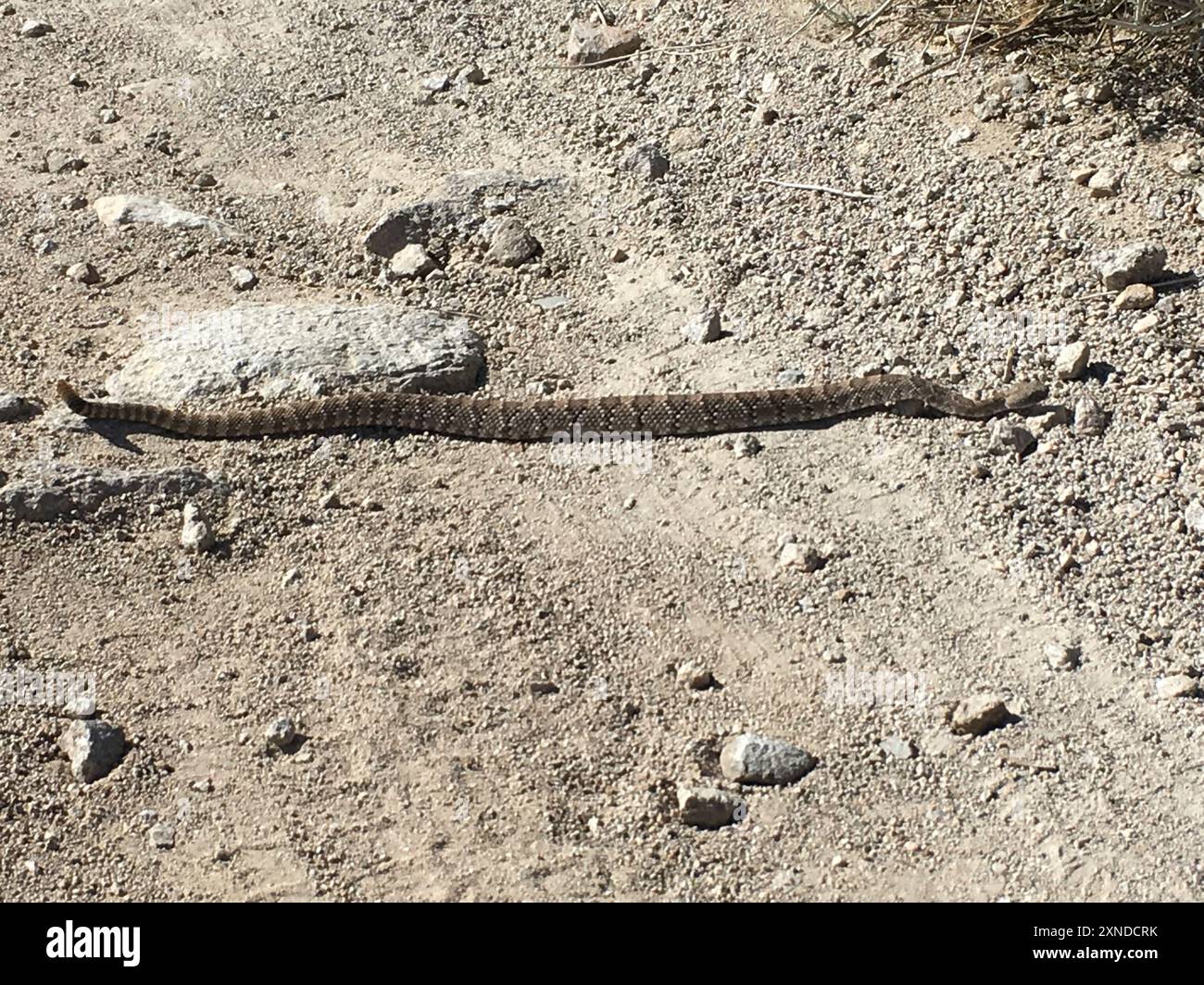 Panamint rattlesnake crotalus stephensi hi-res stock photography and ...