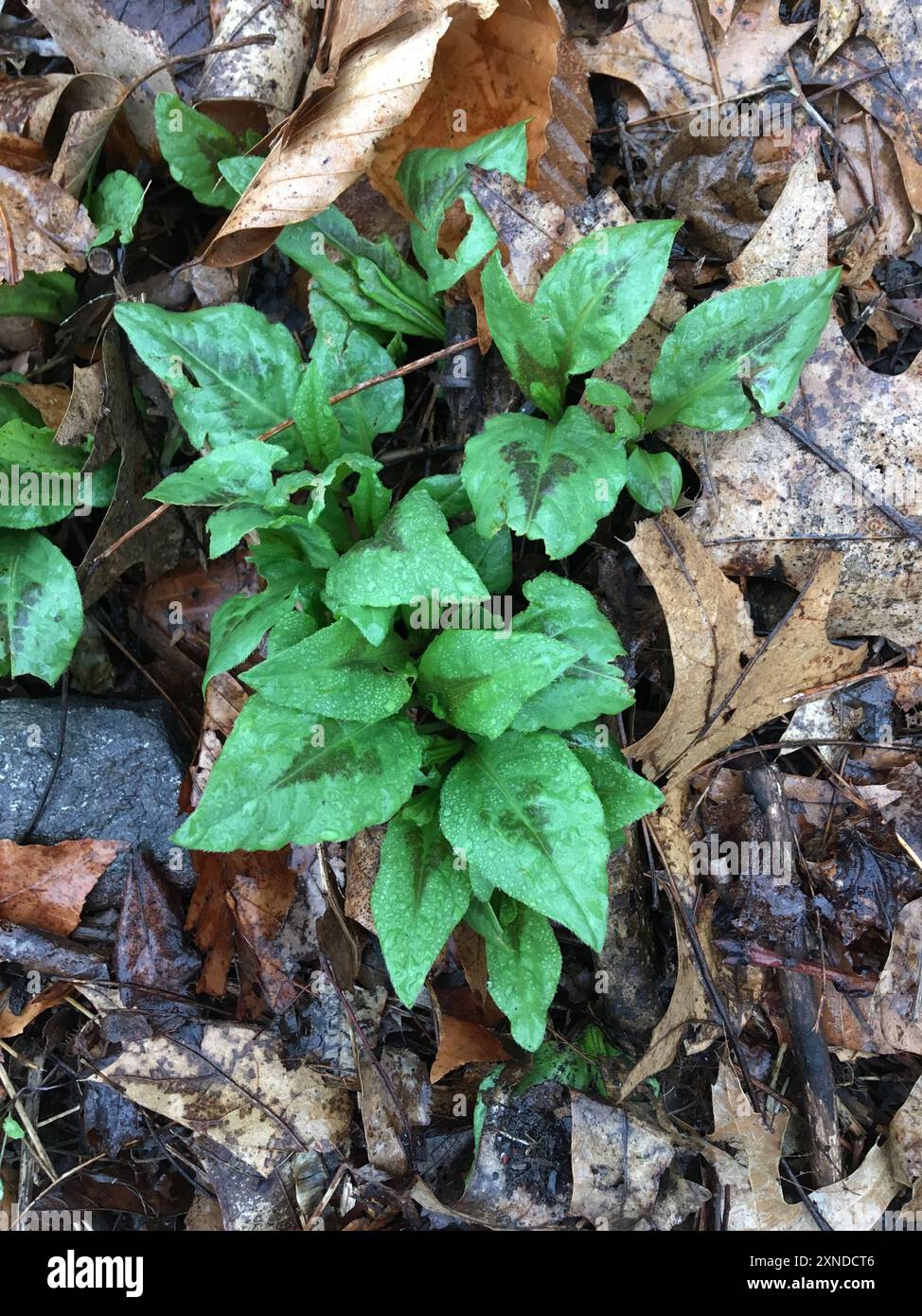 American jumpseed (Persicaria virginiana) Plantae Stock Photo - Alamy