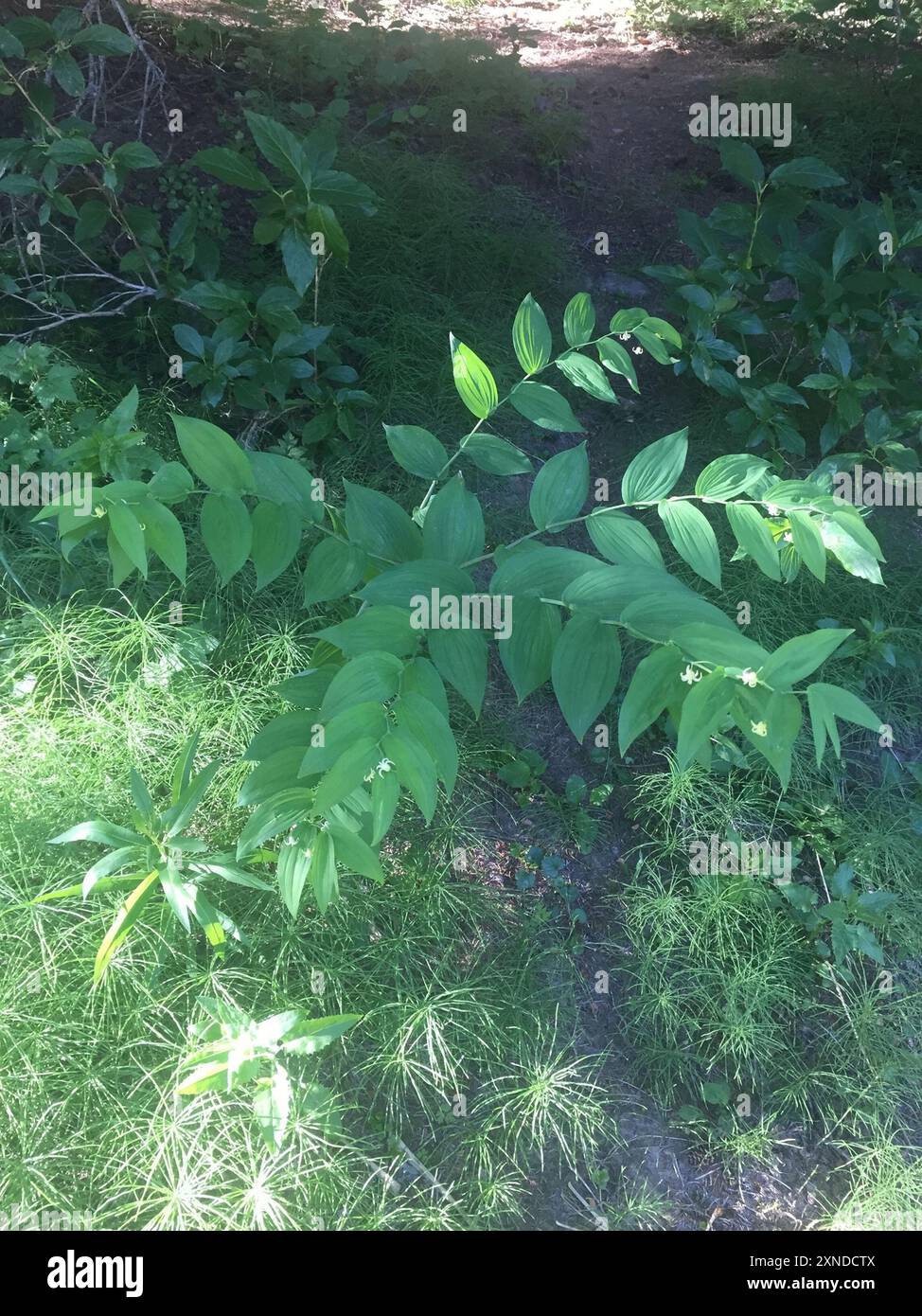 white twisted-stalk (Streptopus amplexifolius) Plantae Stock Photo - Alamy