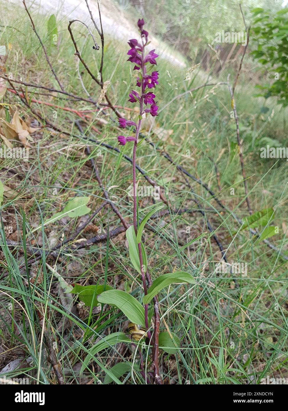 Dark-red Helleborine (Epipactis atrorubens) Plantae Stock Photo - Alamy