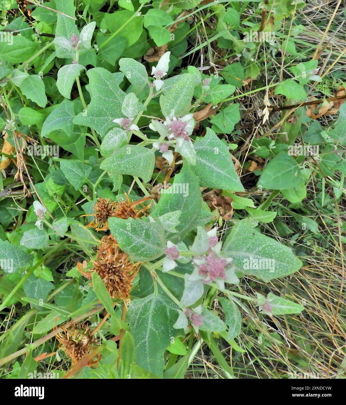 Saltbushes (Atriplex) Plantae Stock Photo - Alamy