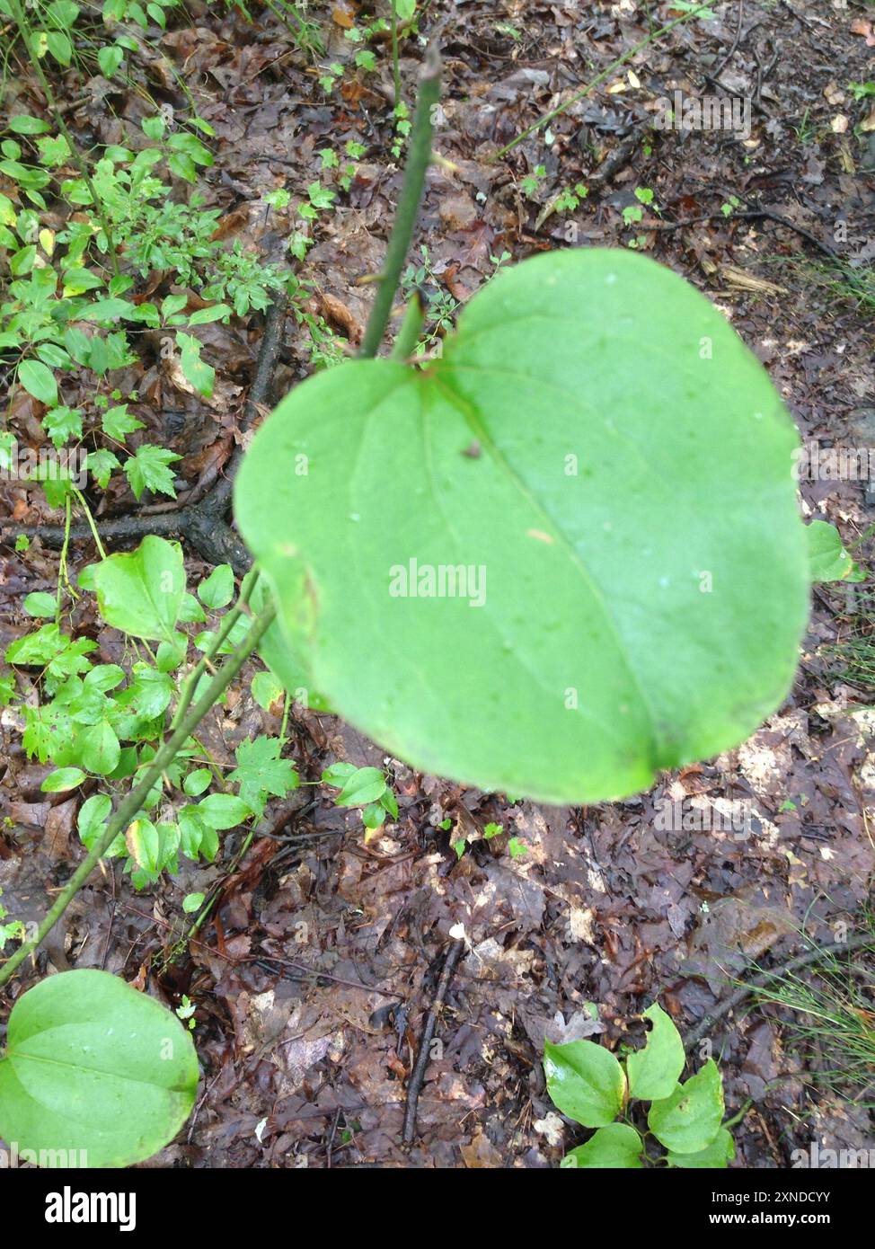 roundleaf greenbrier (Smilax rotundifolia) Plantae Stock Photo - Alamy