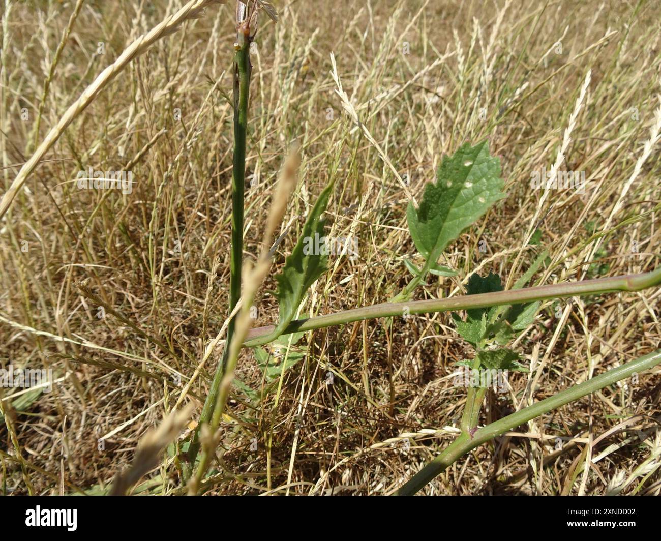Mediterranean Radish (Raphanus raphanistrum landra) Plantae Stock Photo ...