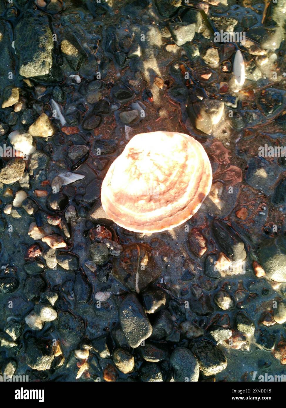European Flat Oyster (Ostrea edulis) Mollusca Stock Photo - Alamy