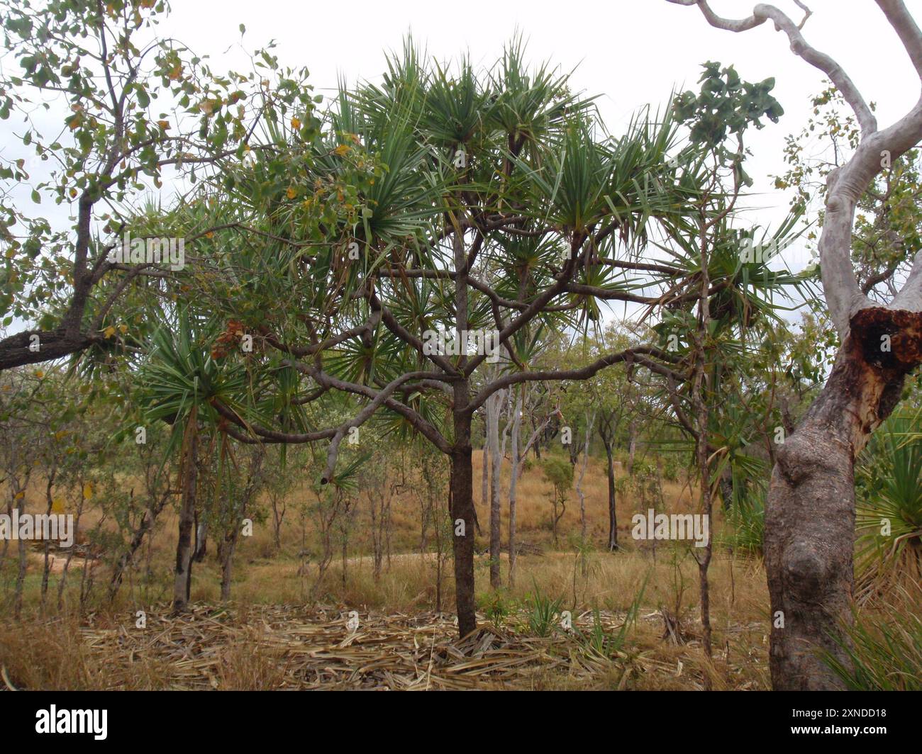 thatch screwpine (Pandanus tectorius) Plantae Stock Photo - Alamy