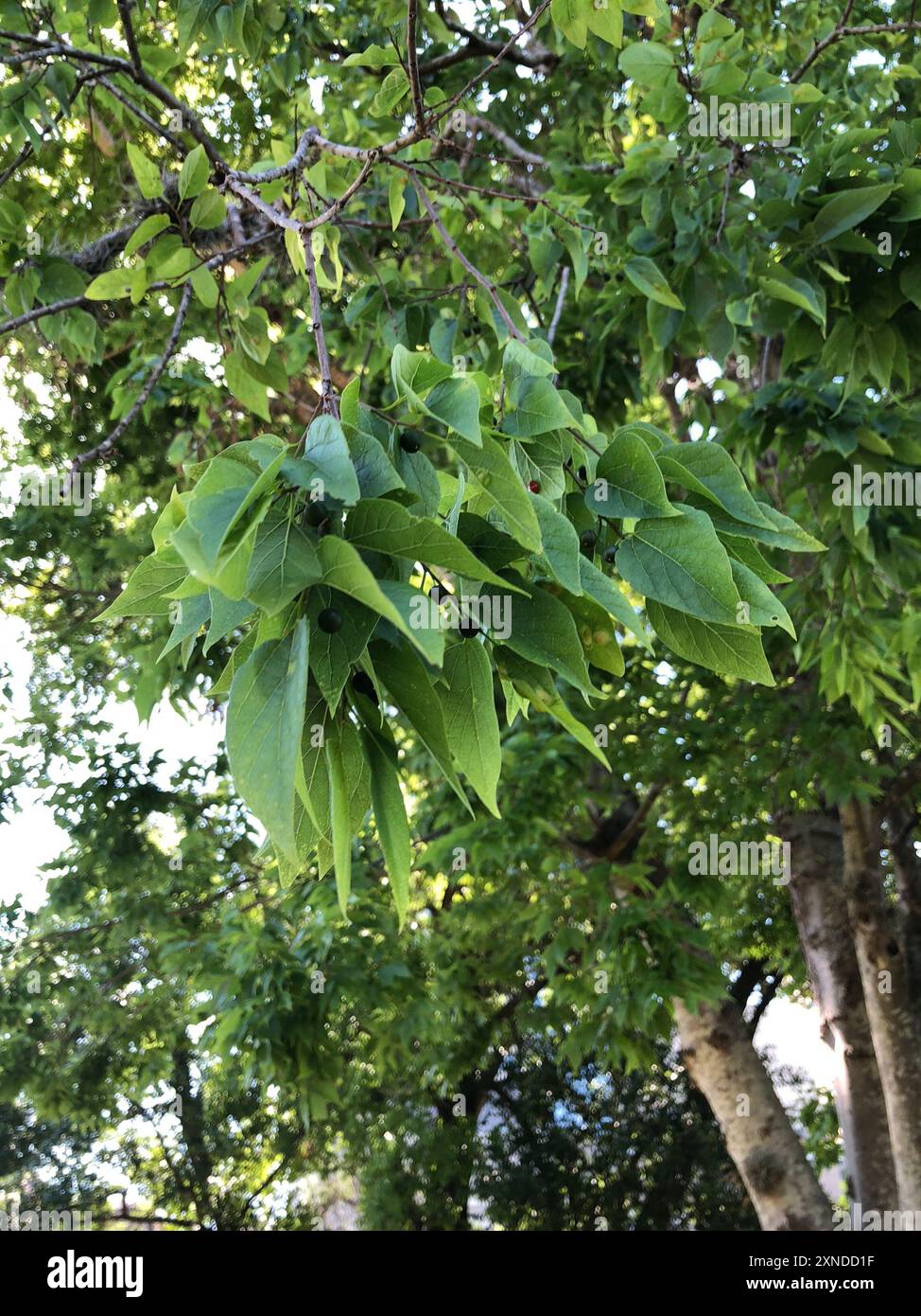 sugar hackberry (Celtis laevigata) Plantae Stock Photo - Alamy