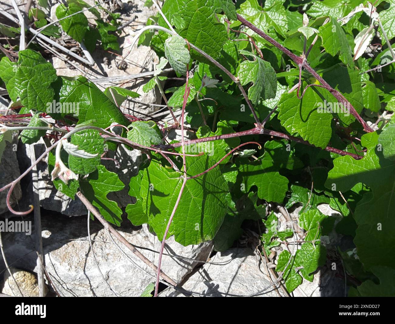 mustang grape (Vitis mustangensis) Plantae Stock Photo - Alamy