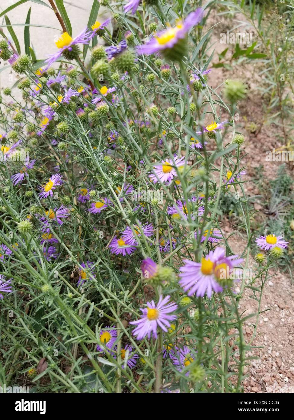 Tahoka daisy (Machaeranthera tanacetifolia) Plantae Stock Photo - Alamy