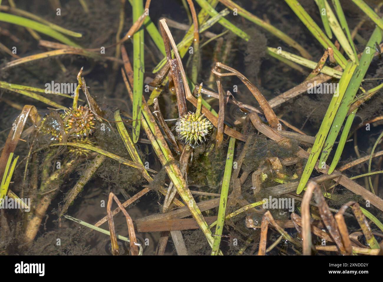 Narrow-leaved Bur-reed (Sparganium angustifolium) Plantae Stock Photo ...