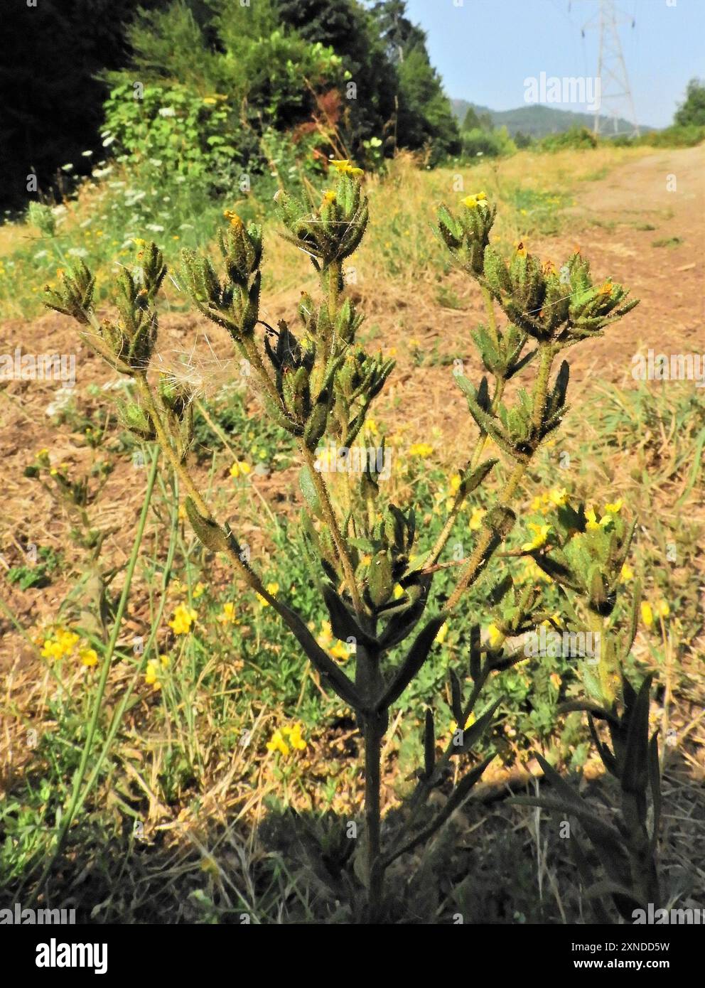 mountain tarweed (Madia glomerata) Plantae Stock Photo - Alamy