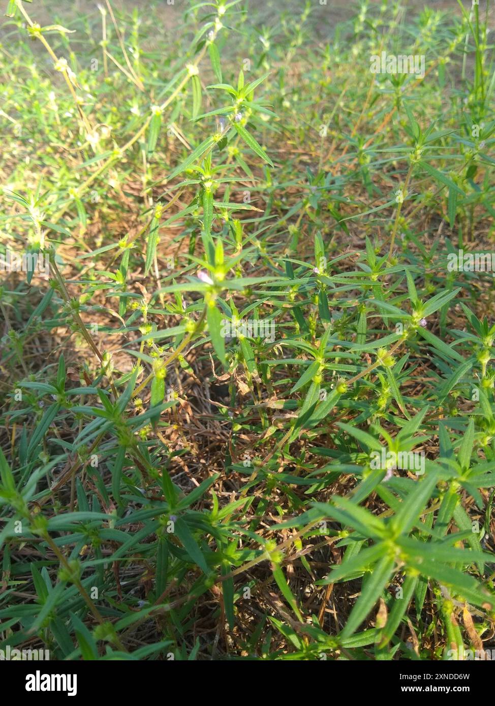 rough buttonweed (Hexasepalum teres) Plantae Stock Photo - Alamy