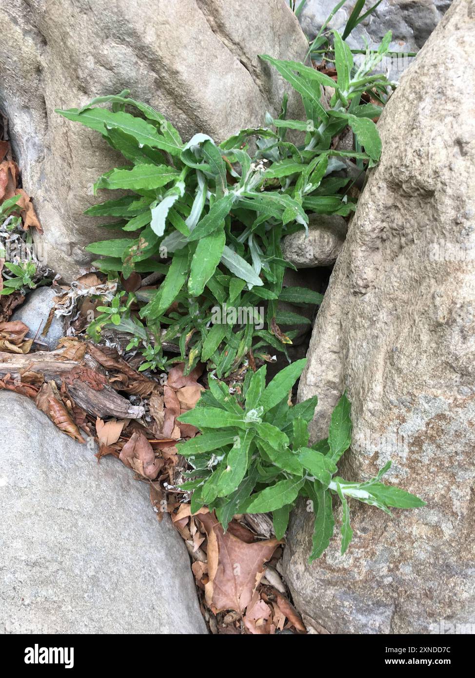 two-color rabbit tobacco (Pseudognaphalium biolettii) Plantae Stock ...