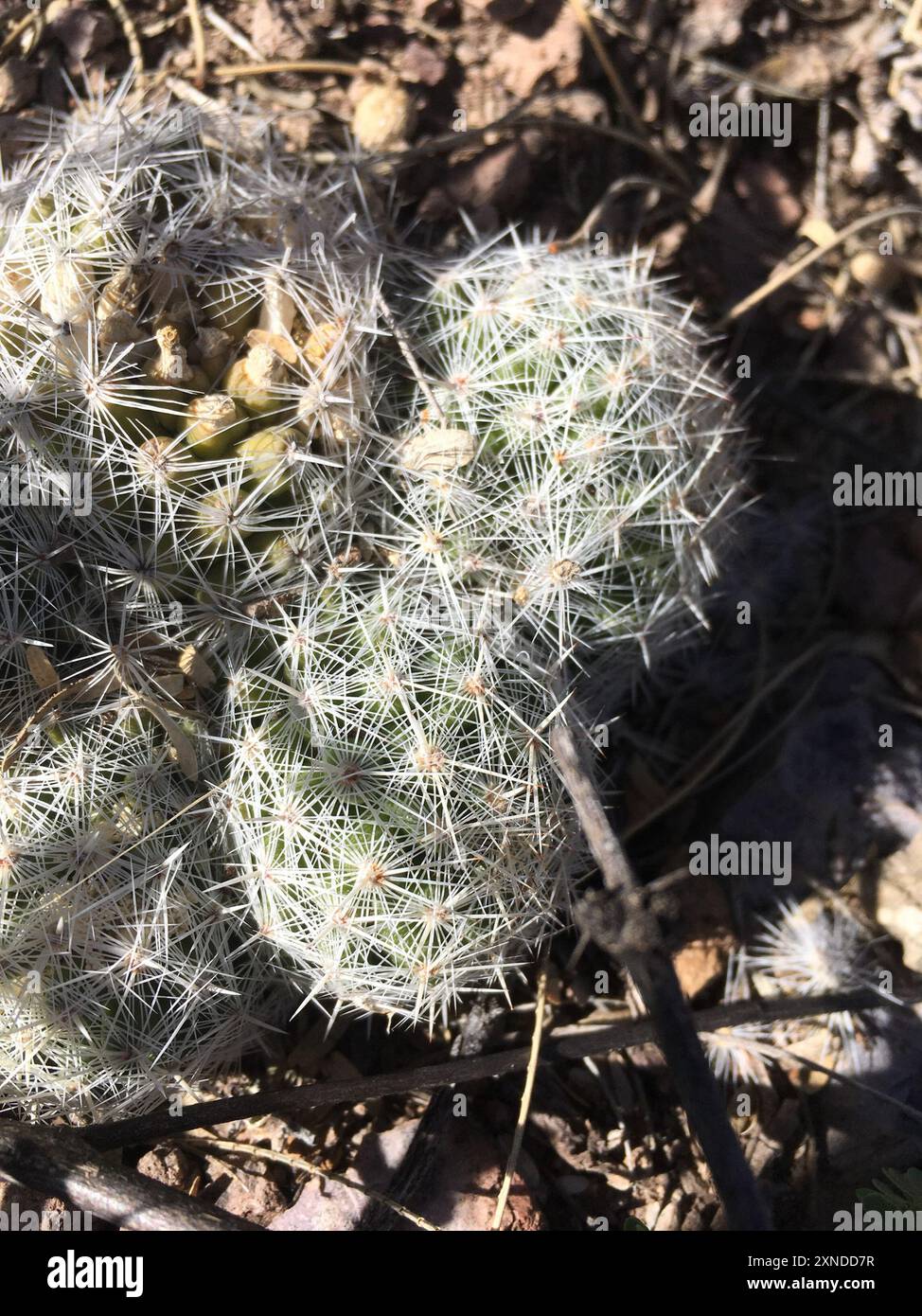 Spinystar (Escobaria vivipara) Plantae Stock Photo - Alamy