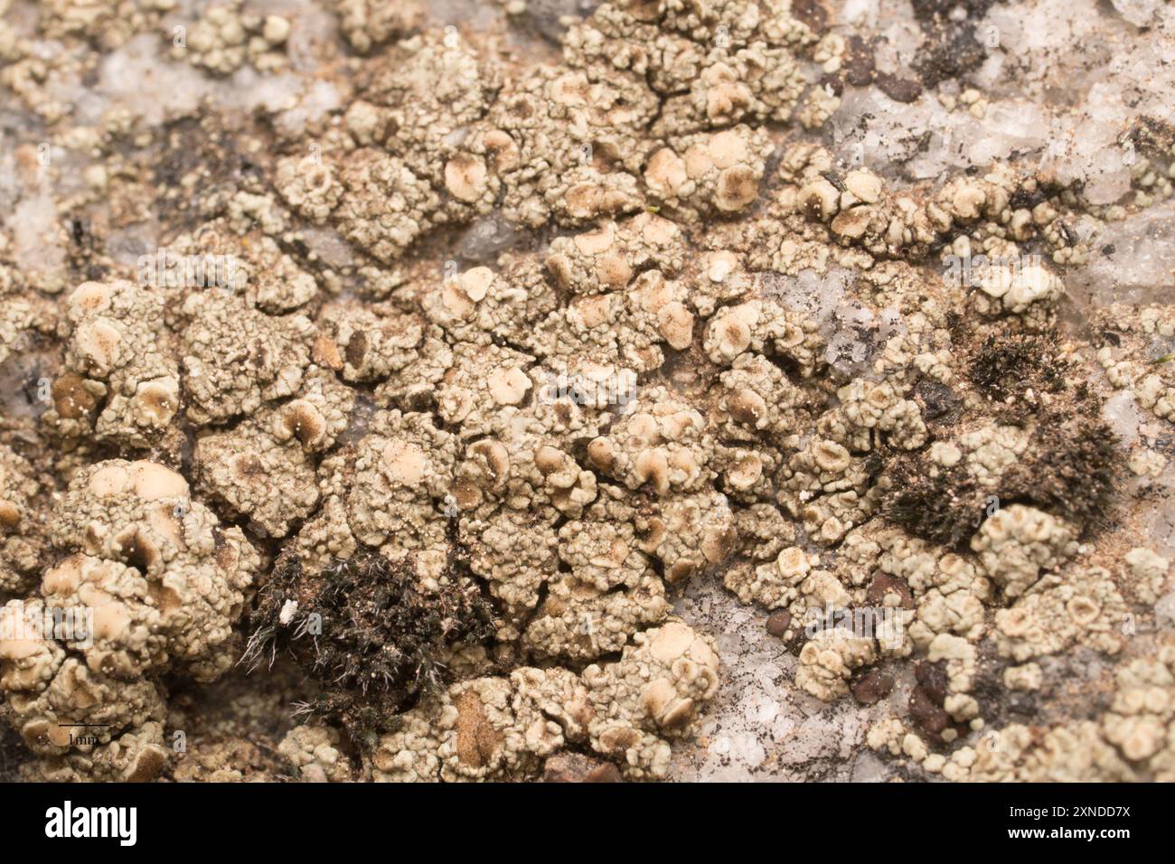 common lichens (Lecanoromycetes) Fungi Stock Photo - Alamy