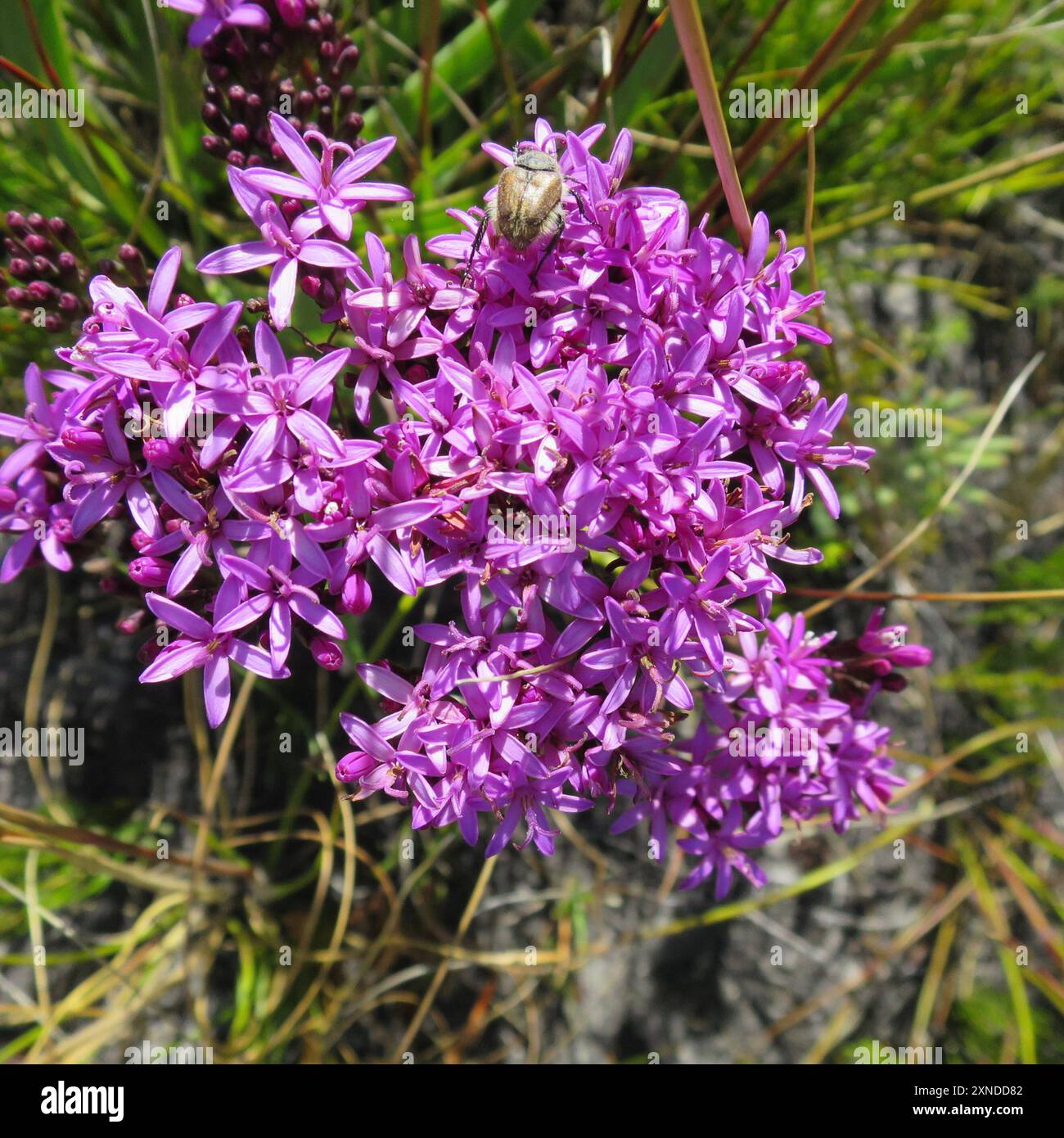 Corymbium hi-res stock photography and images - Alamy