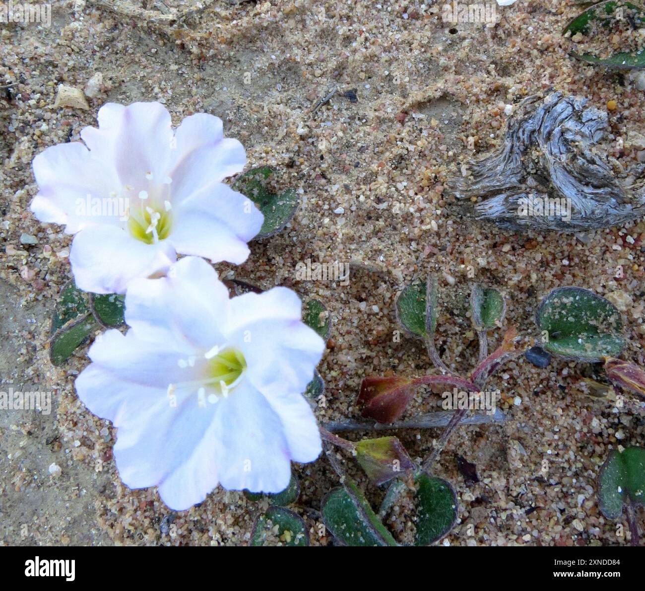 Pink Ear (Falkia repens) Plantae Stock Photo - Alamy