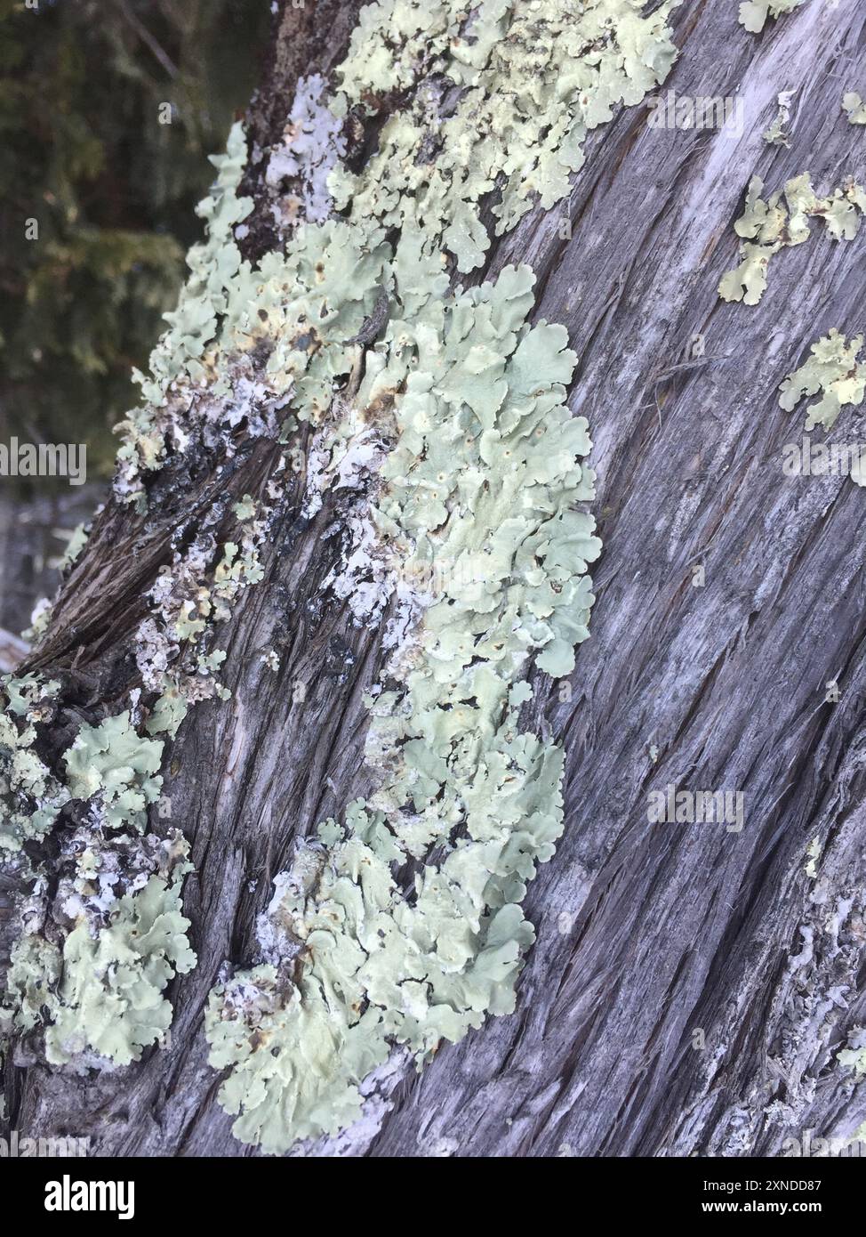 common greenshield lichen (Flavoparmelia caperata) Fungi Stock Photo ...