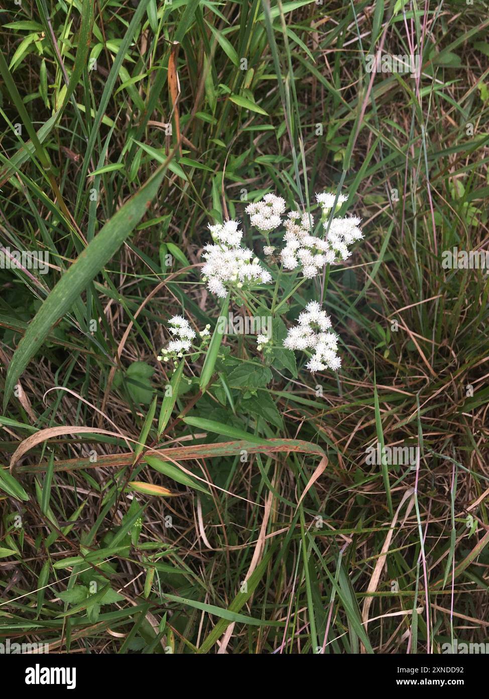 smaller white snakeroot (Ageratina aromatica) Plantae Stock Photo - Alamy