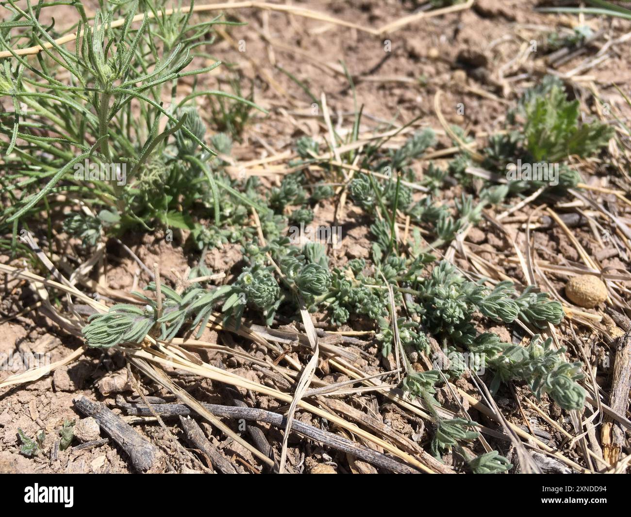 dwarf germander (Teucrium depressum) Plantae Stock Photo - Alamy