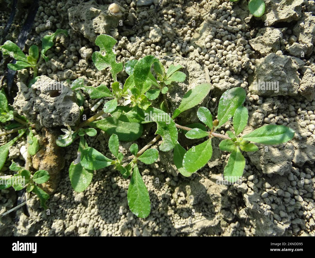 Slender Carpet-weed (Glinus oppositifolius) Plantae Stock Photo - Alamy