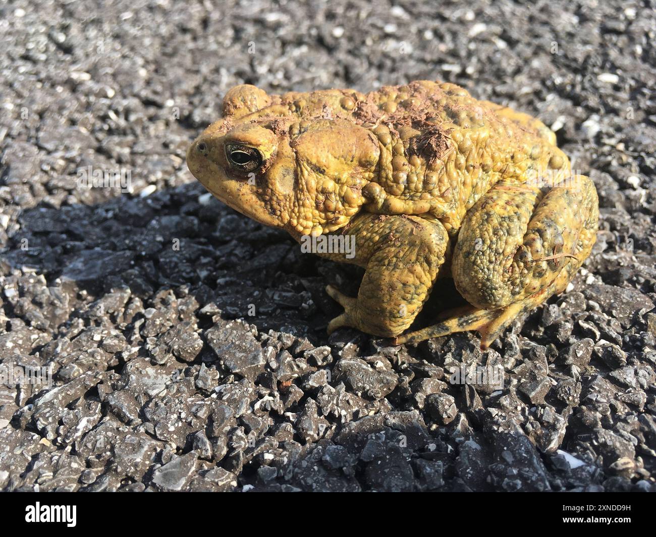 American Toad (Anaxyrus americanus) Amphibia Stock Photo - Alamy