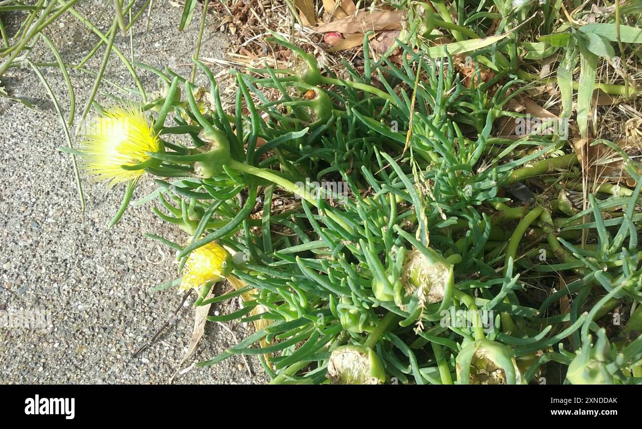Pig's-root (Conicosia pugioniformis) Plantae Stock Photo - Alamy