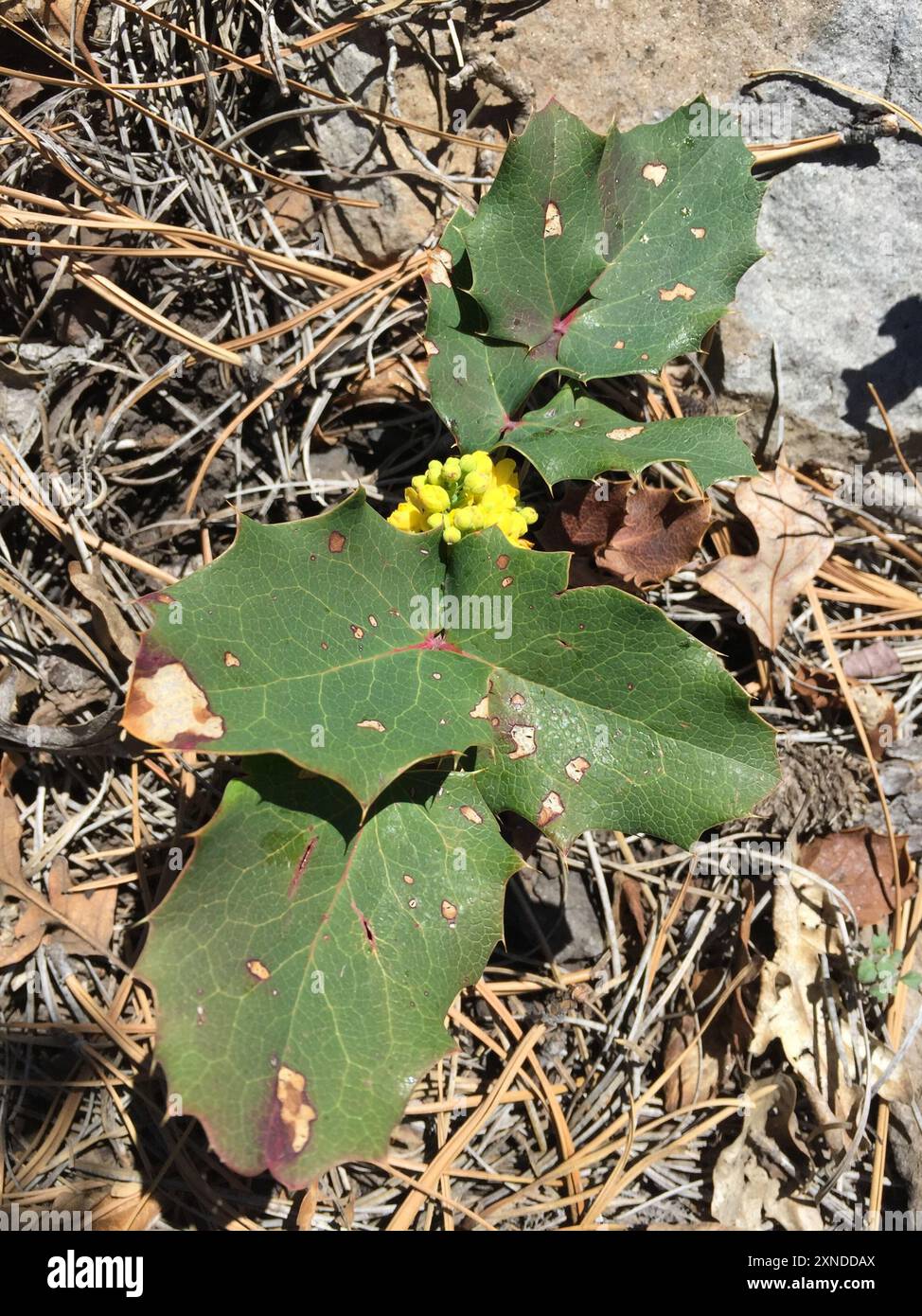 creeping mahonia (Berberis repens) Plantae Stock Photo - Alamy
