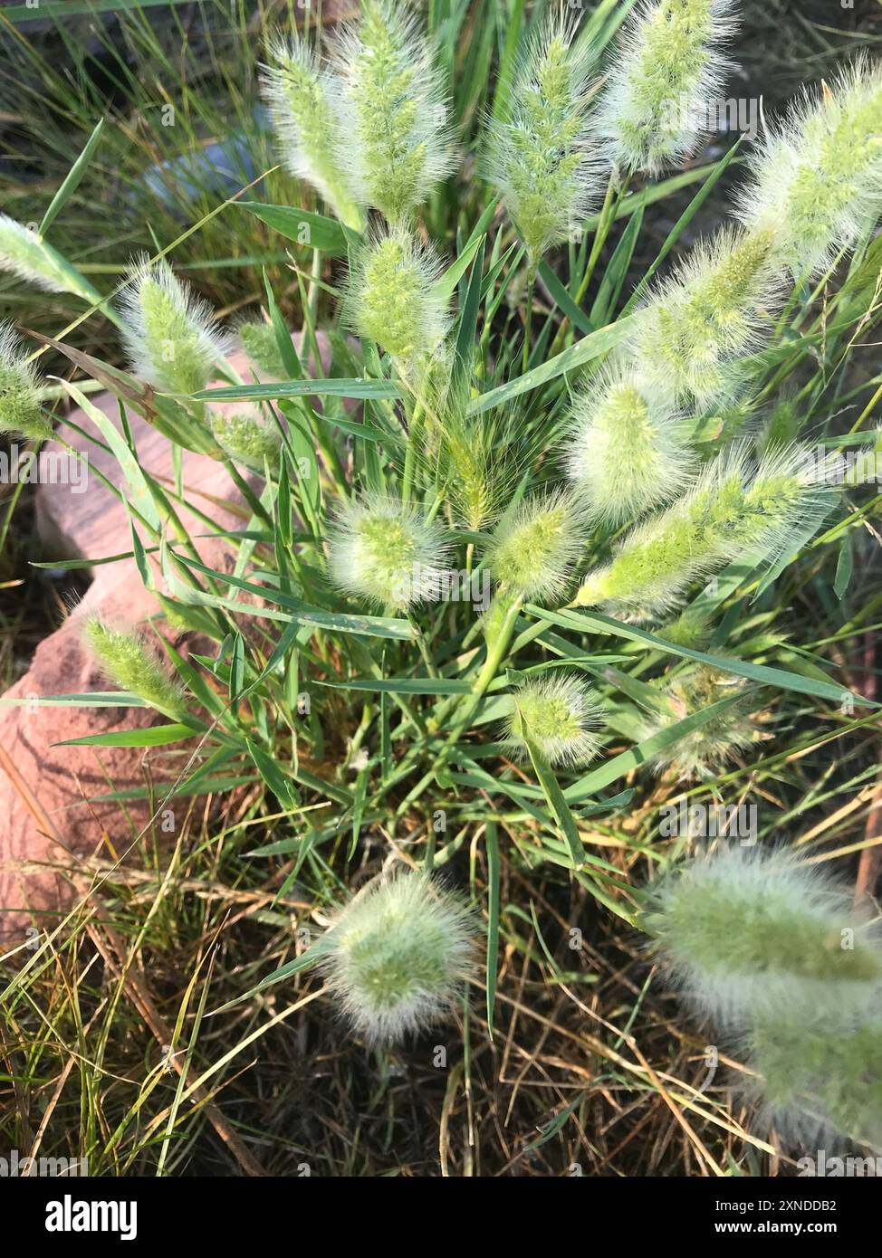 rabbitfoot grass (Polypogon monspeliensis) Plantae Stock Photo - Alamy
