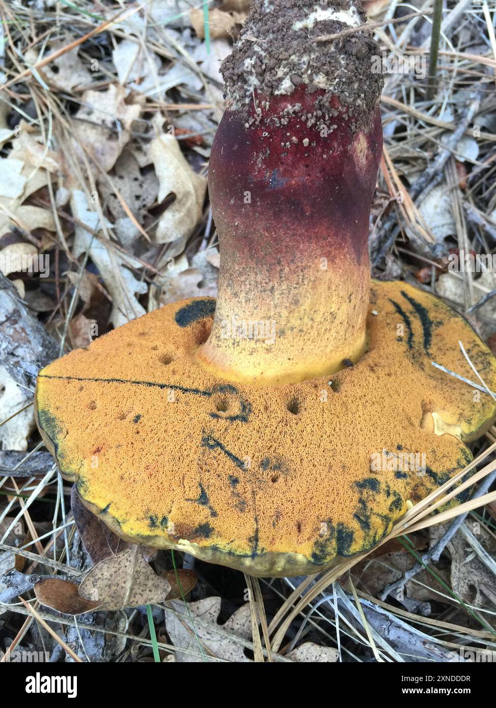 boletes (Boletaceae) Fungi Stock Photo - Alamy