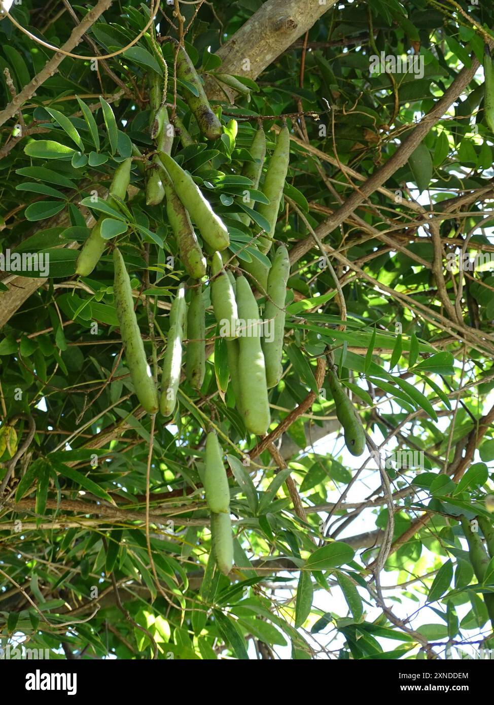 Evergreen Wisteria (Wisteriopsis reticulata) Plantae Stock Photo - Alamy