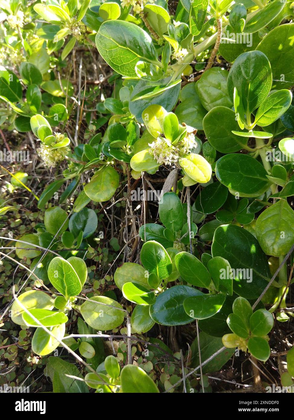 Taupata (Coprosma repens) Plantae Stock Photo - Alamy