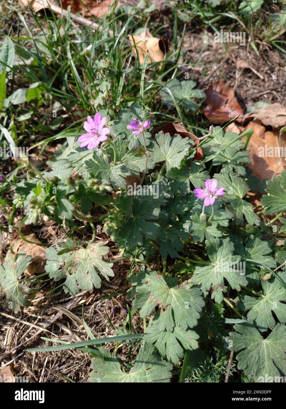 Dove's-foot crane's-bill (Geranium molle) Plantae Stock Photo - Alamy