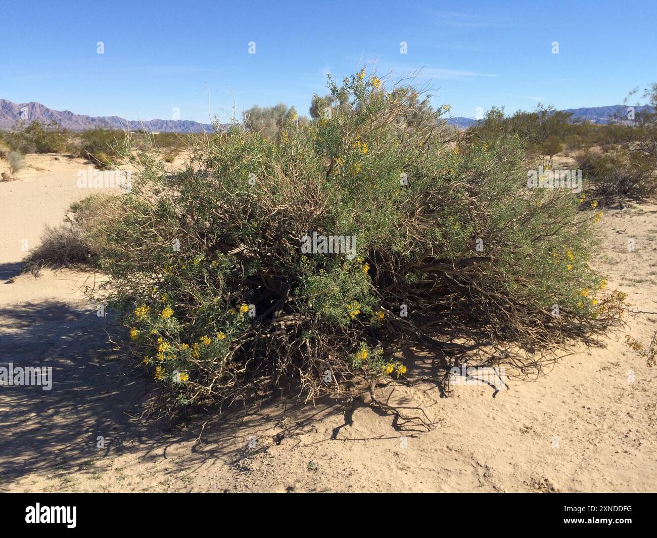 Bladderpod (Cleomella arborea) Plantae Stock Photo - Alamy