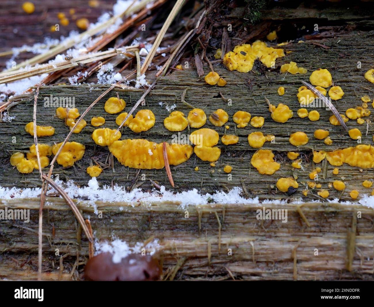 (Dacrymyces corticioides) Fungi Stock Photo - Alamy
