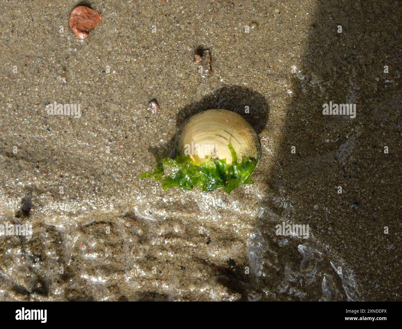 Quahogs (Mercenaria) Mollusca Stock Photo - Alamy