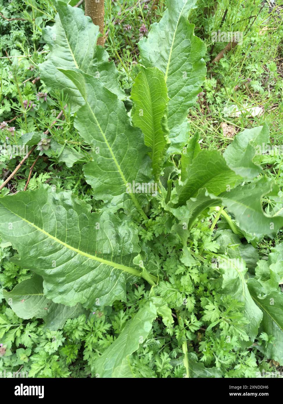 Patience Dock (Rumex patientia) Plantae Stock Photo - Alamy