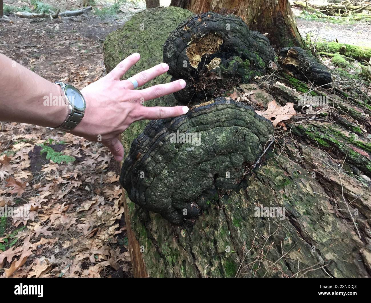 Red-banded Conks (Fomitopsis pinicola) Fungi Stock Photo - Alamy