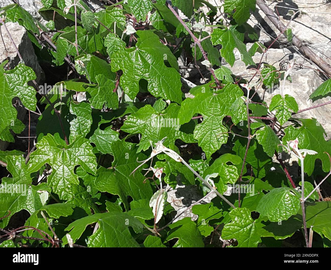 mustang grape (Vitis mustangensis) Plantae Stock Photo - Alamy