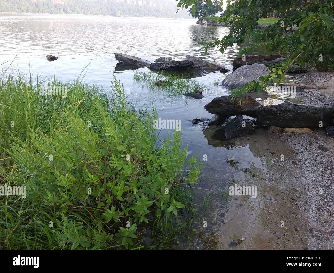 marsh elder (Iva frutescens) Plantae Stock Photo - Alamy