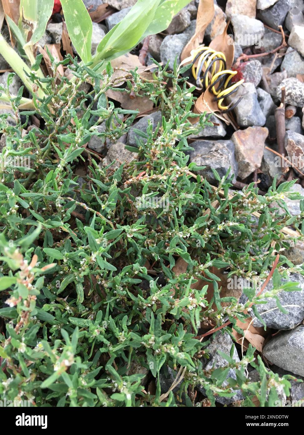 Prostrate Knotweed (Polygonum aviculare) Plantae Stock Photo - Alamy