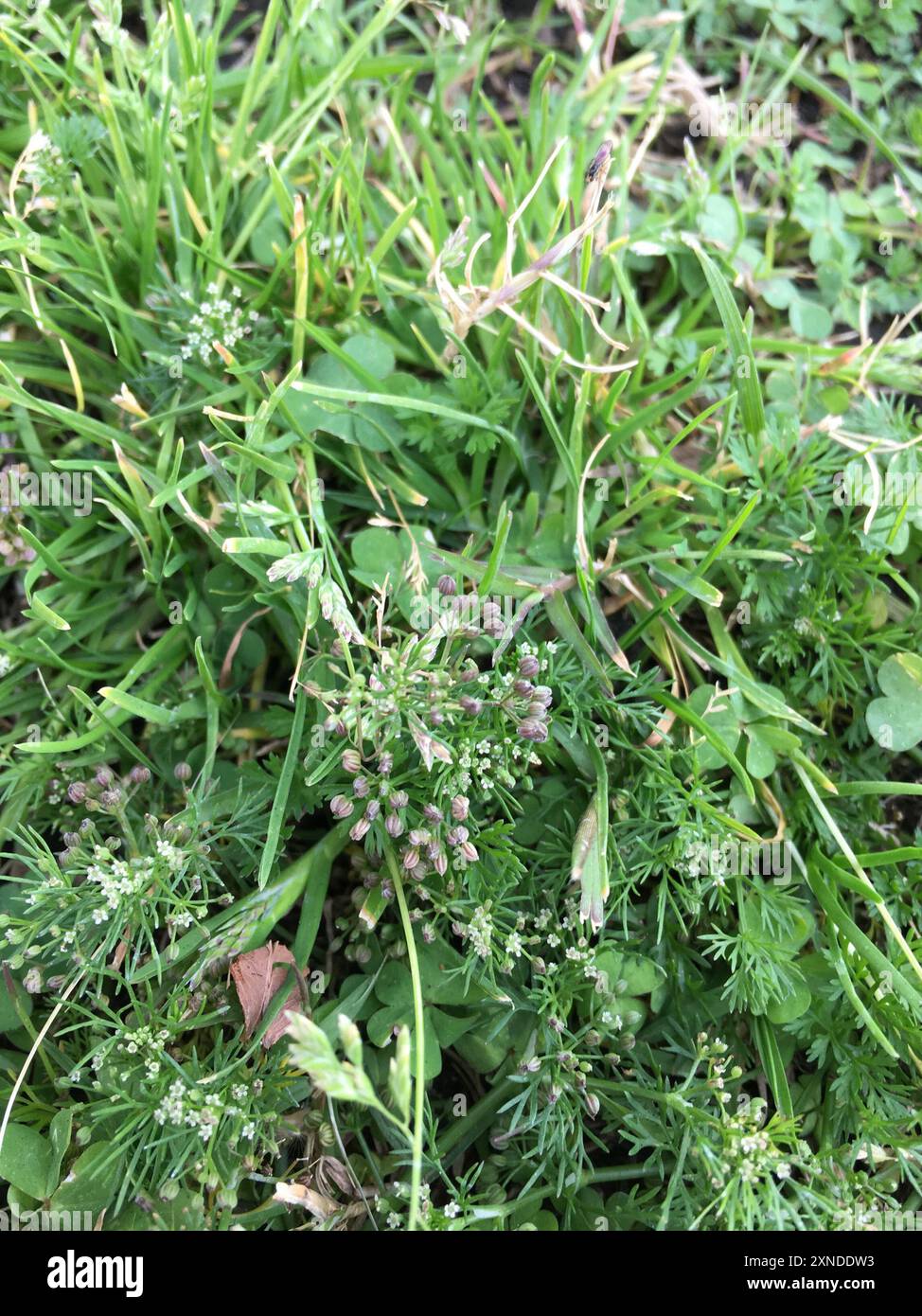 Marsh parsley (Cyclospermum leptophyllum) Plantae Stock Photo - Alamy