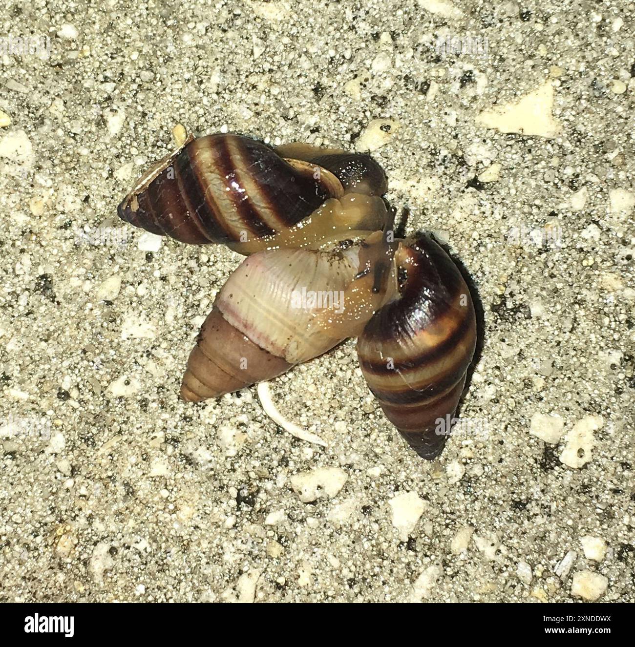 West Indian Bulimulus (Bulimulus guadalupensis) Mollusca Stock Photo ...