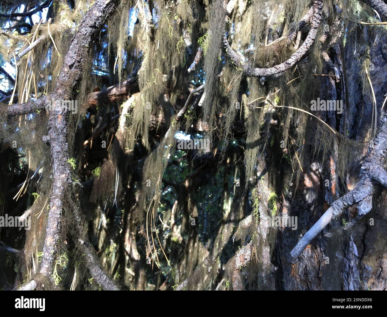 Horsehair Lichens (Bryoria) Fungi Stock Photo - Alamy